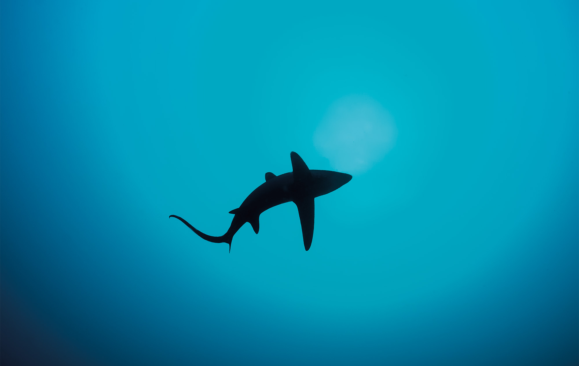 Diving in Cebu: How sharks are helping to rebuild Malapascua | Cathay