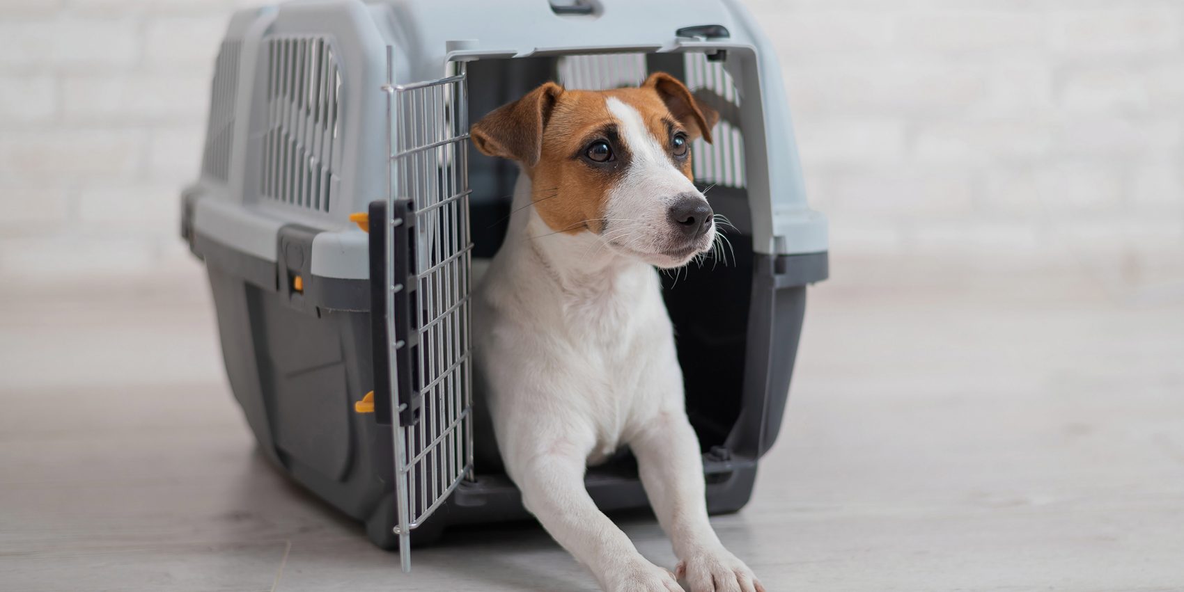 Jet-setting pets: Cathay Pacific’s pet policy | Cathay ID